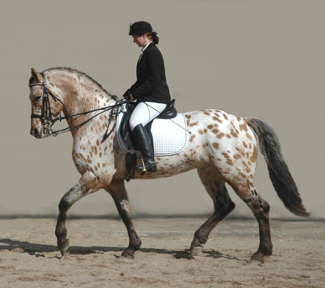 Friesian Heritage & Sporthorse News & Promotions